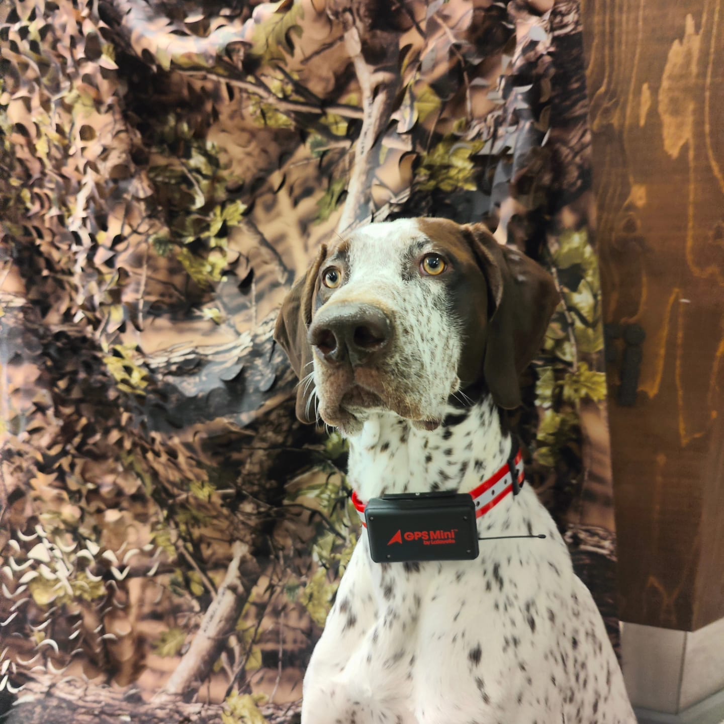 Lafayette GPS Mini C2 Koiratutka GSM/LTE - Metsovaruste.fi verkkokauppa